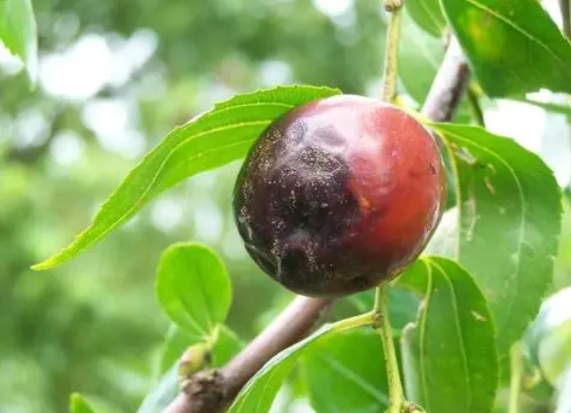 樱桃炭疽病该如何防治？樱桃炭疽病防治措施！ -农资与市场官网