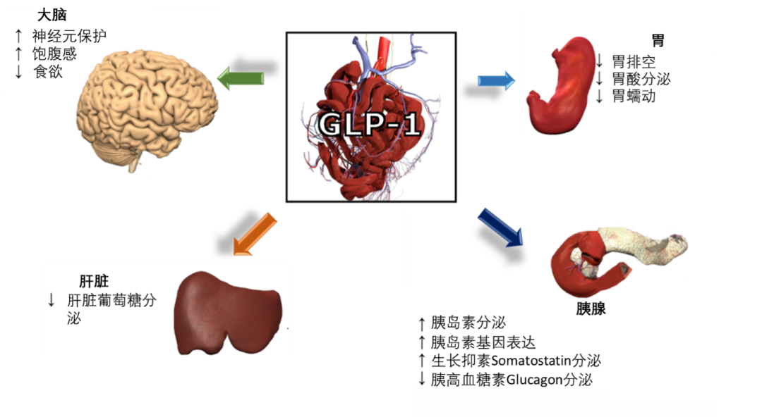 重磅炸弹药物的背后：GLP-1减肥药综述 - 脉脉