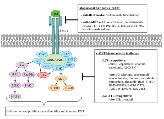 制药大厂纷纷押注，c-Met 究竟有什么魔力？ - 脉脉
