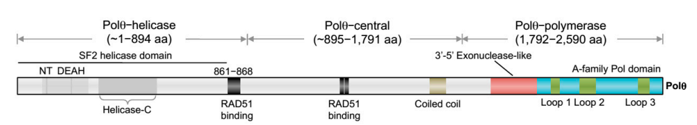 POLQ能否成为继PARP后下一个合成致死的明星靶点？ - 脉脉