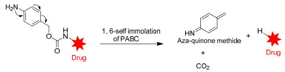 ADC药物连接子全方位梳理 - 脉脉
