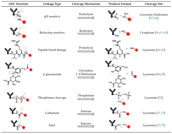 ADC药物连接子全方位梳理 - 脉脉