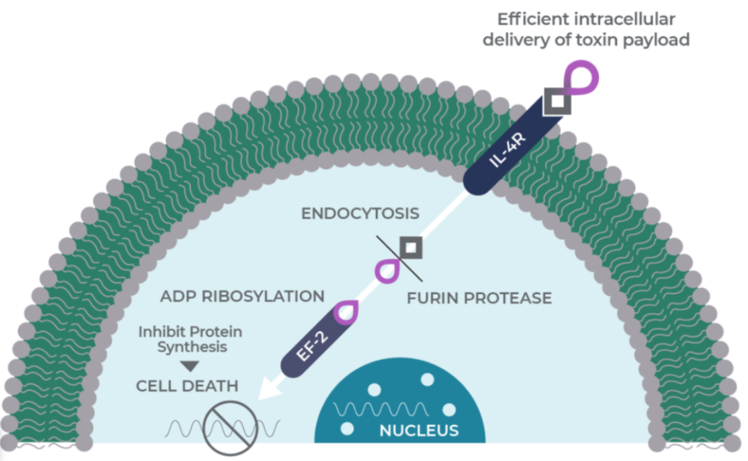 哮喘和特应性皮炎的重磅潜力靶点IL-4R研发进展 - 脉脉