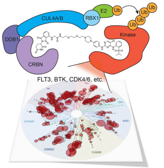 AML更有效的疗法：FLT3-ITD和CDK9的Dual PROTAC - 脉脉