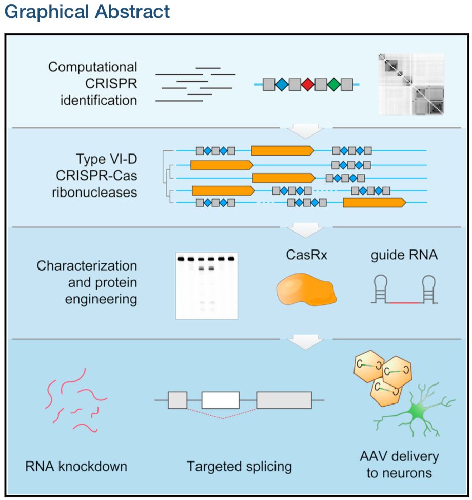 靶向RNA的CRISPR-Cas13d系统