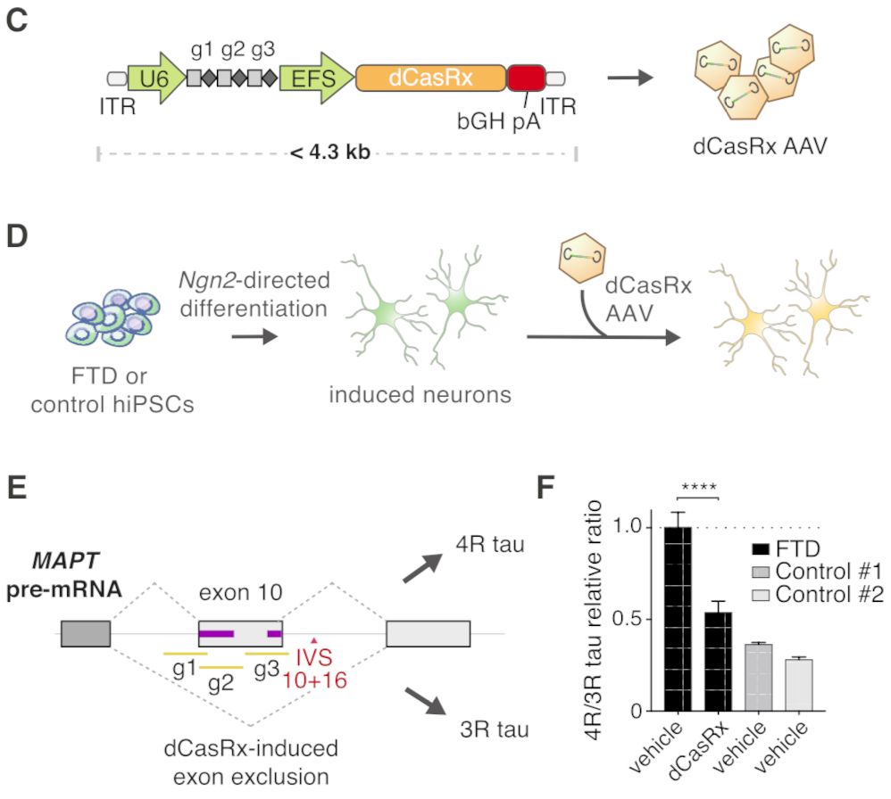 靶向RNA的CRISPR-Cas13d系统