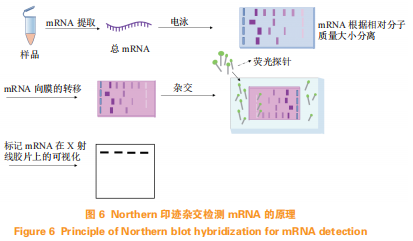 mRNA 检测技术研究进展 - 脉脉