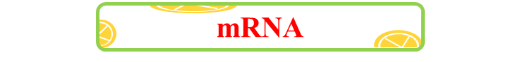 全类型 RNA 分子功能详解：从 mRNA 到 circRNA 的结构与调控机制