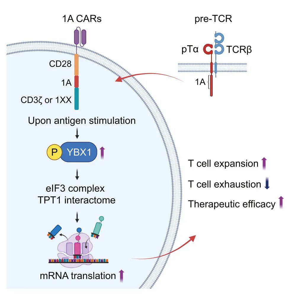 Cell 新突破：pTα 赋能 CAR-T 攻克实体瘤 增强 mRNA 翻译提升细胞持久力