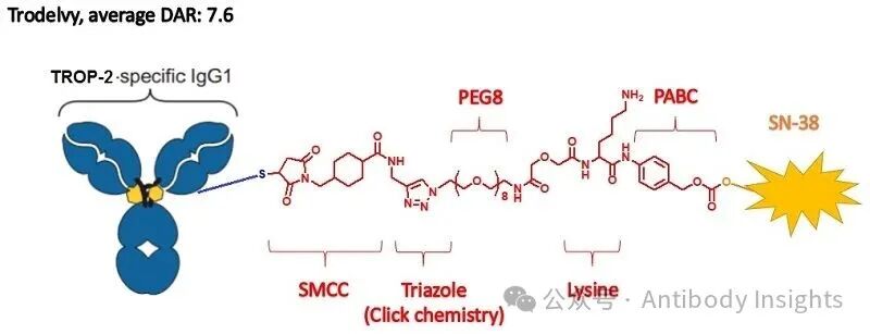 7 款代表性 ADC 药物设计拆解：从 T-DM1 到 Zynlonta，读懂 ADC 结构与疗效的取舍逻辑