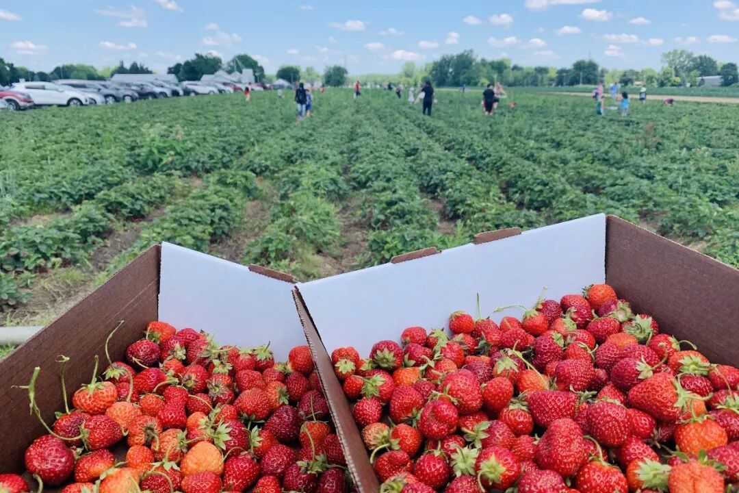 Best Places to Go Strawberry Picking in Michigan! – 1st Michigan Realty
