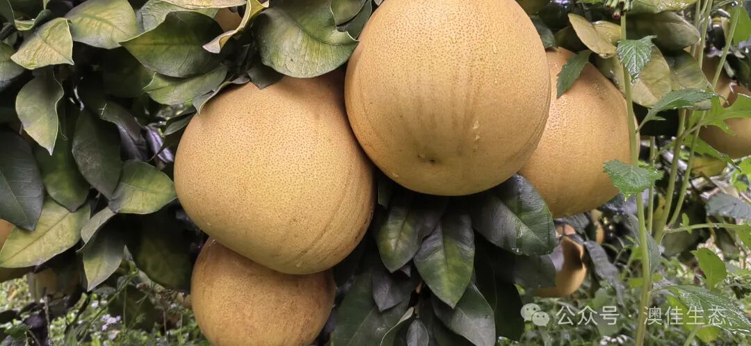 好的蜜柚看这里 -农资与市场官网