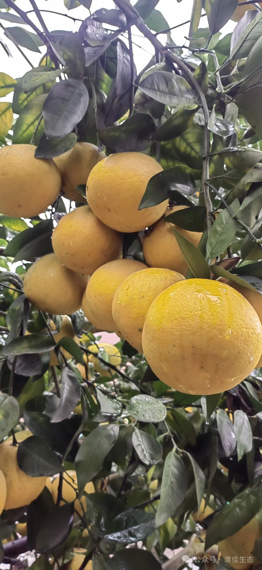 好的蜜柚看这里 -农资与市场官网