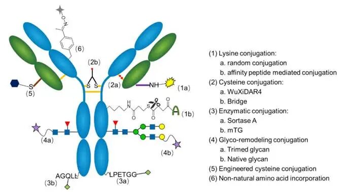 ADC 偶联技术全解析：从随机偶联到位点特异性策略，影响 ADC 疗效与 CMC 的关键因素