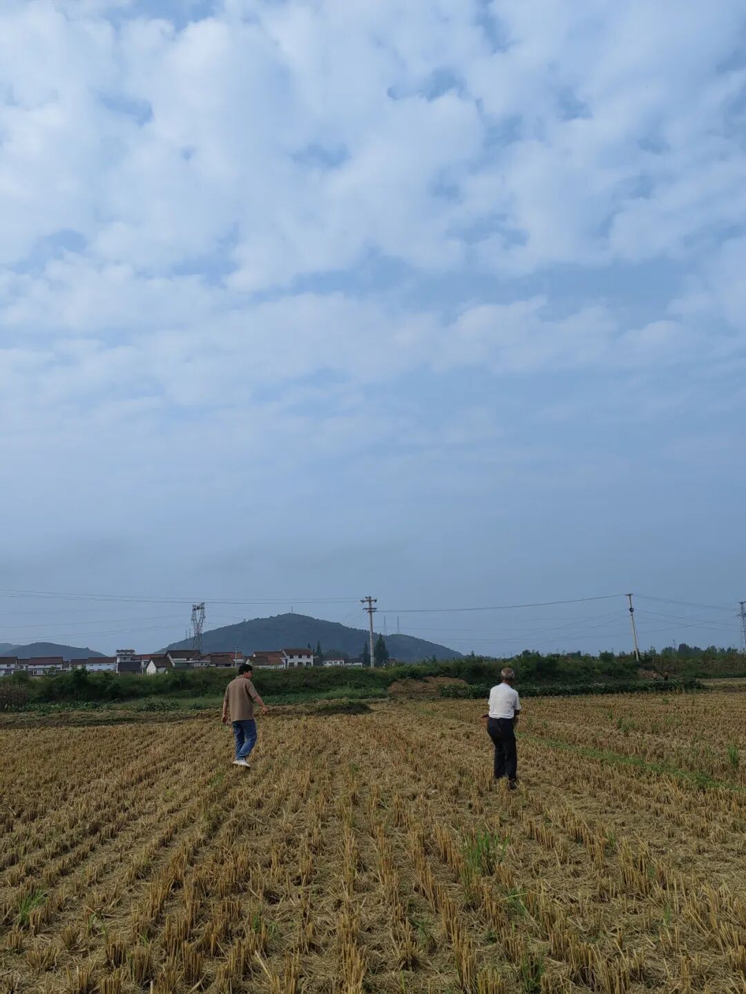 “小金豆”元胡是如何诞生的 -农资与市场官网