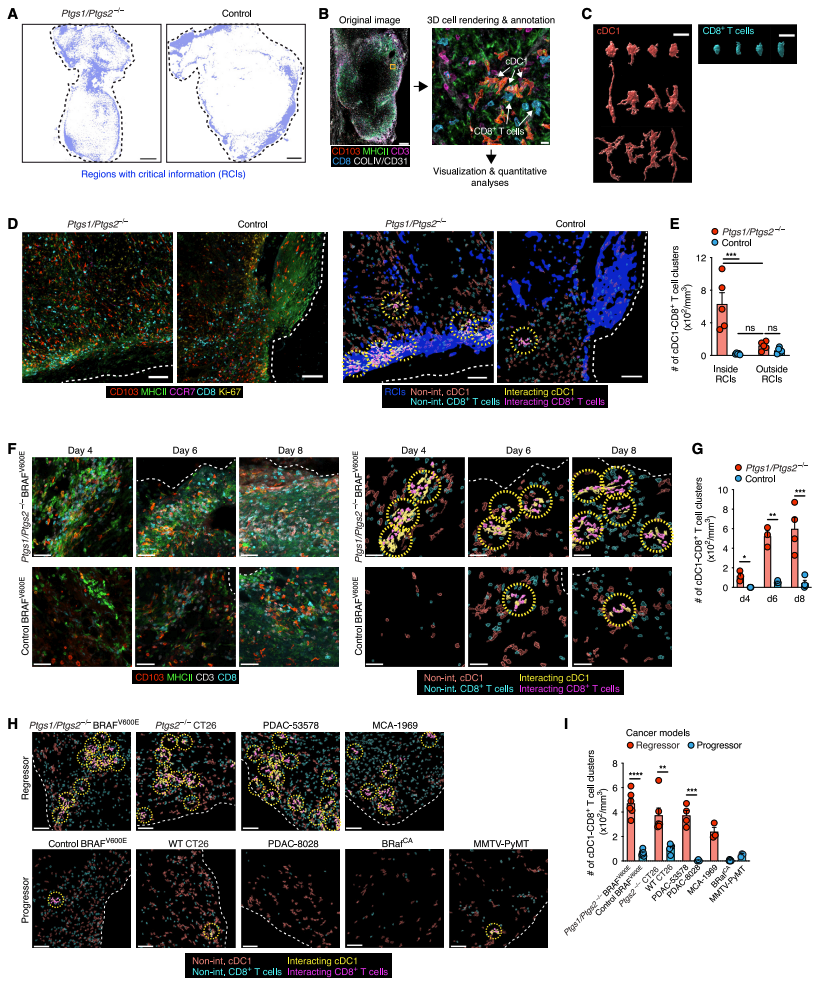 cDC1增强肿瘤组织内CD8+ T细胞的抗癌反应医药新闻-ByDrug-一站式医药资源共享中心-医药魔方