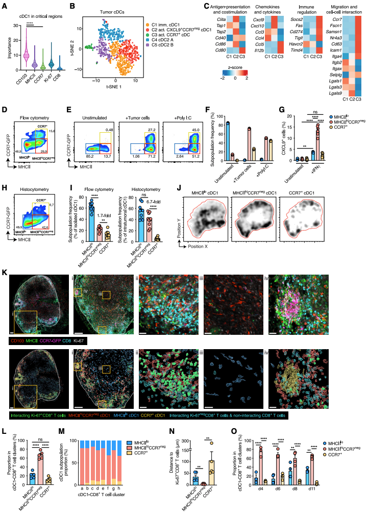 cDC1增强肿瘤组织内CD8+ T细胞的抗癌反应医药新闻-ByDrug-一站式医药资源共享中心-医药魔方