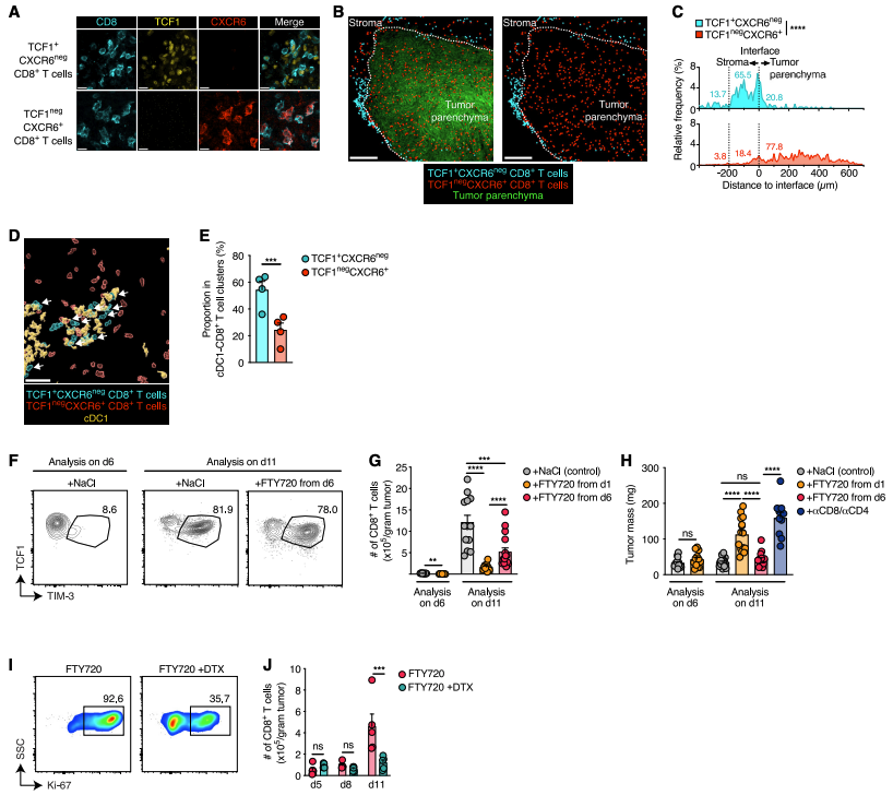 cDC1增强肿瘤组织内CD8+ T细胞的抗癌反应医药新闻-ByDrug-一站式医药资源共享中心-医药魔方