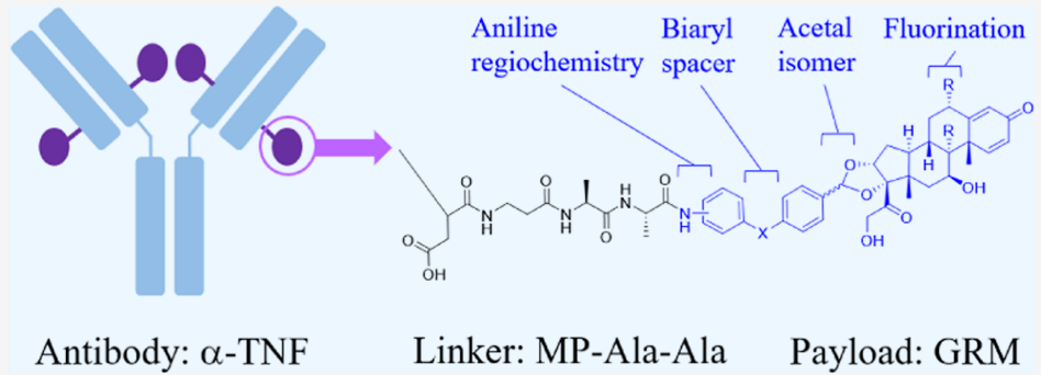 TNFa ADC 在自免领域的研发探索：艾伯维 ABBV-3373 与 ABBV-154 的进展与挑战