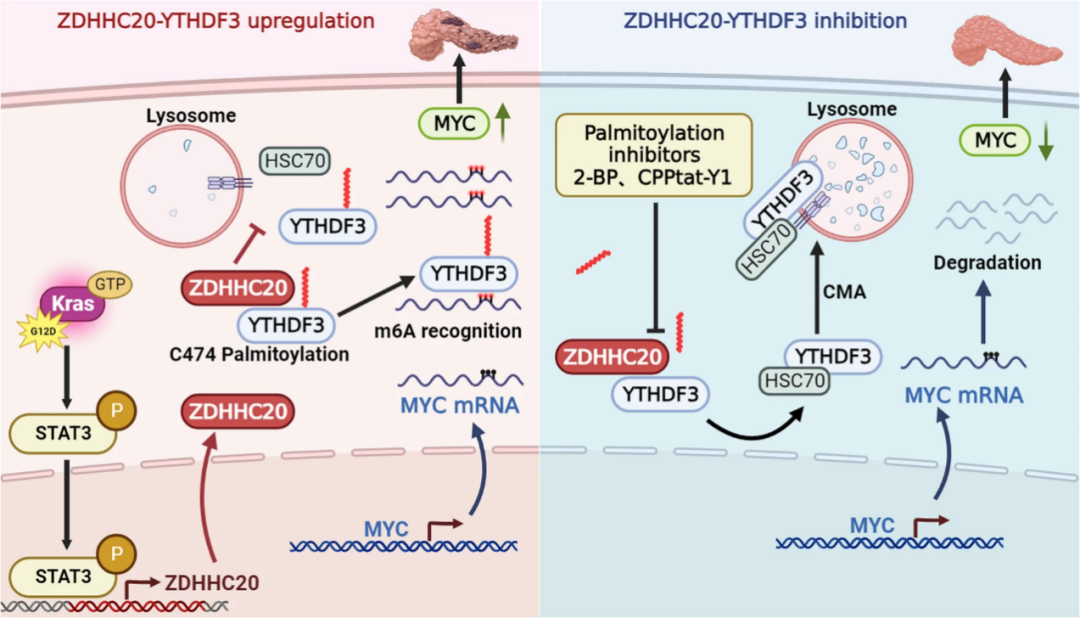 NSFC重大研究计划 —— 生物大分子动态修饰与化学干预
