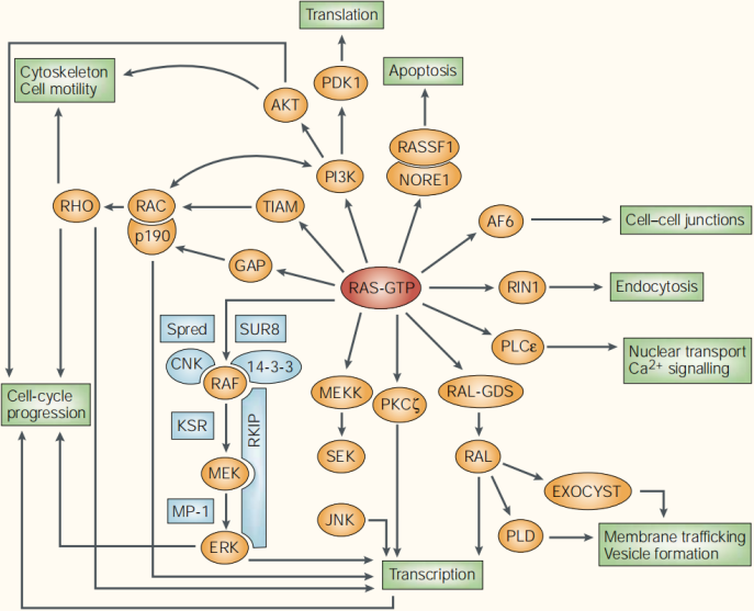 KRAS靶向治疗的现状和未来方向 - 脉脉