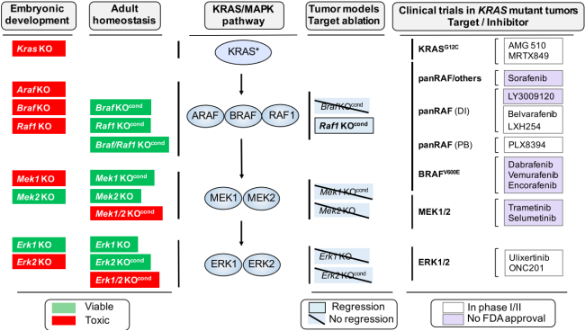 KRAS靶向治疗的现状和未来方向 - 脉脉