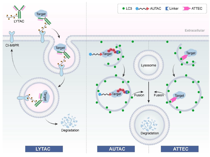 靶向蛋白降解策略用于神经退行性疾病治疗的最新进展与挑战 - 脉脉