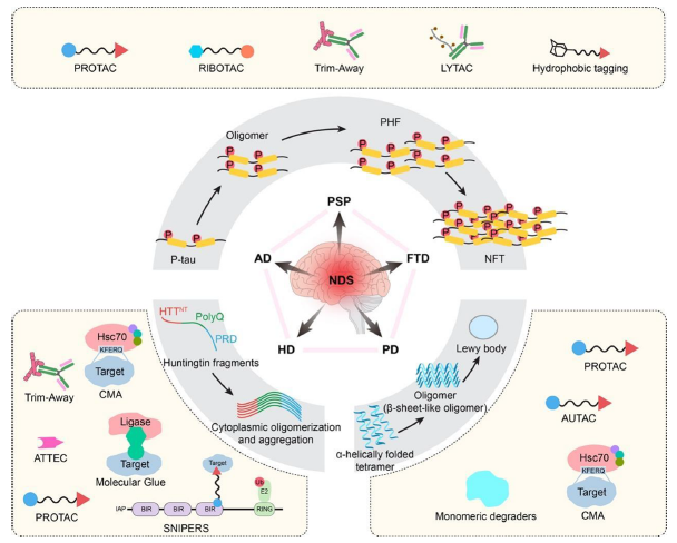 靶向蛋白降解策略用于神经退行性疾病治疗的最新进展与挑战 - 脉脉