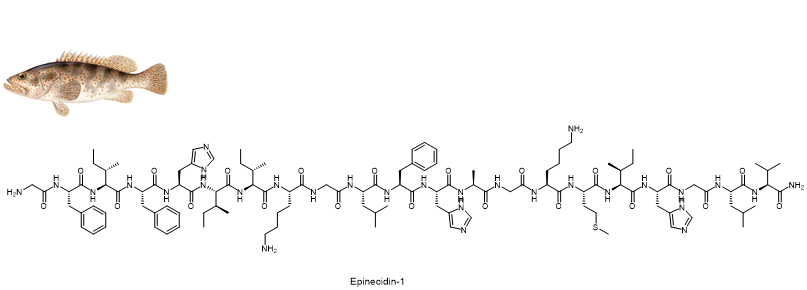 抗菌肽（AMPs）在伤口愈合过程中的功效 - 脉脉