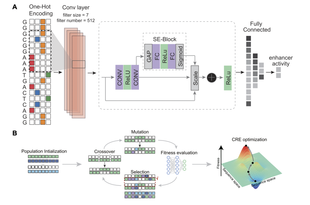 NAR | 刘毓文/倪建泉团队开发基于人工智能的DNA顺式调控元件设计新方法 - 生物信息与育种 - 博客园