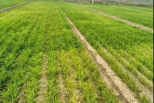 【天脊专家指导】年后冬小麦苗不齐发黄是什么原因？怎么办？ -农资与市场官网