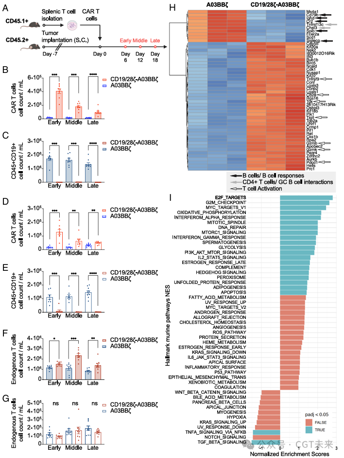 实体瘤 CAR-T 突破新路径：乒乓 CAR-T 双重靶向策略与临床潜力解析