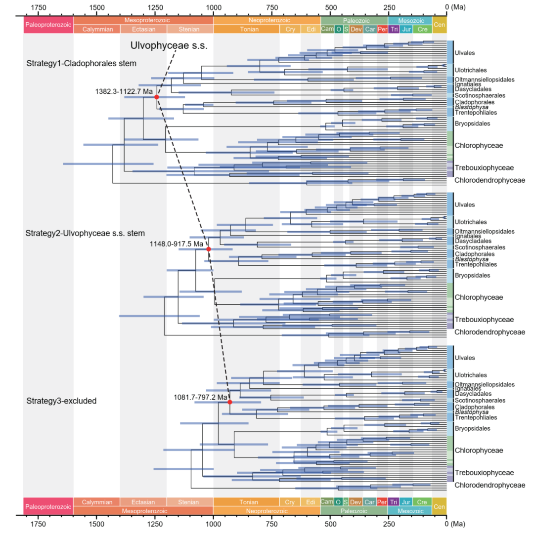 科学网—Nature Commun | 南京师范大学钟伯坚团队揭示绿色海藻的起源和演化历史 - 钟伯坚的博文