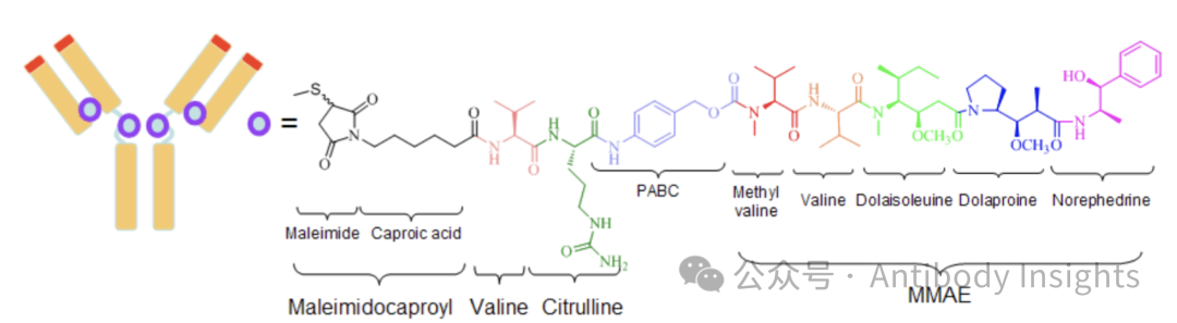 7 款代表性 ADC 药物设计拆解：从 T-DM1 到 Zynlonta，读懂 ADC 结构与疗效的取舍逻辑