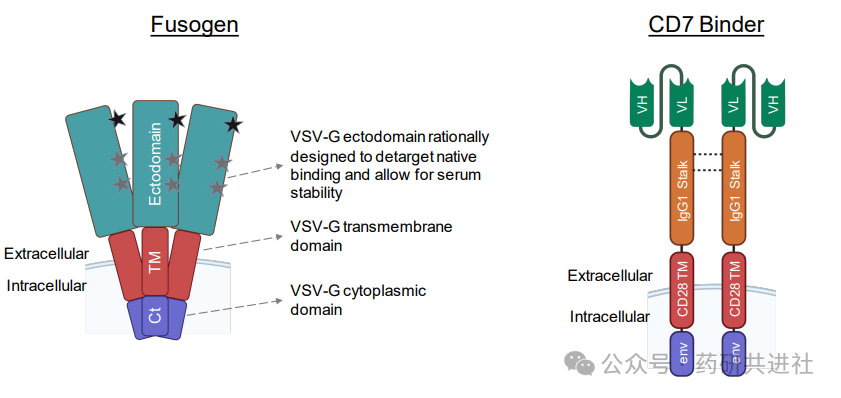 In Vivo CAR-T 全球首研突破：Interius INT2104 靶向 CD20 临床进展与技术解析