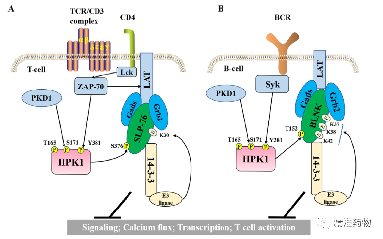 【JMC】免疫治疗新星：靶向HPK1的药物研发进展 - 脉脉