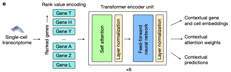 科学网—第一个计算生物学大模型Geneformer用于下游任务微调 - 熊毅的博文