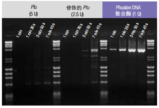 Thermo Scientific Phusion DNA 聚合酶——强劲、准确、快速PCR扩增的聚合酶-精彩推荐-精彩推荐-上海明睿生物技术有限公司